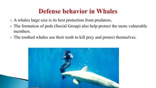 Defence behavior in mammals | PPTX