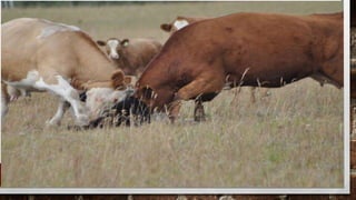 Defence behavior in mammals | PPTX