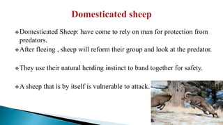 Defence behavior in mammals | PPTX