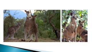 Defence behavior in mammals | PPTX