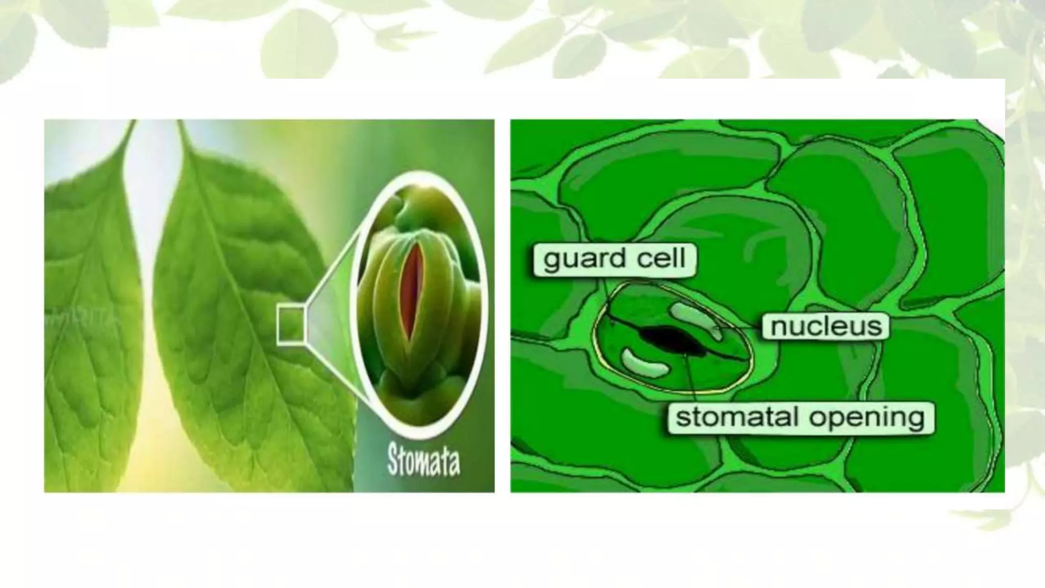 Defence mechanism in plants | PPTX