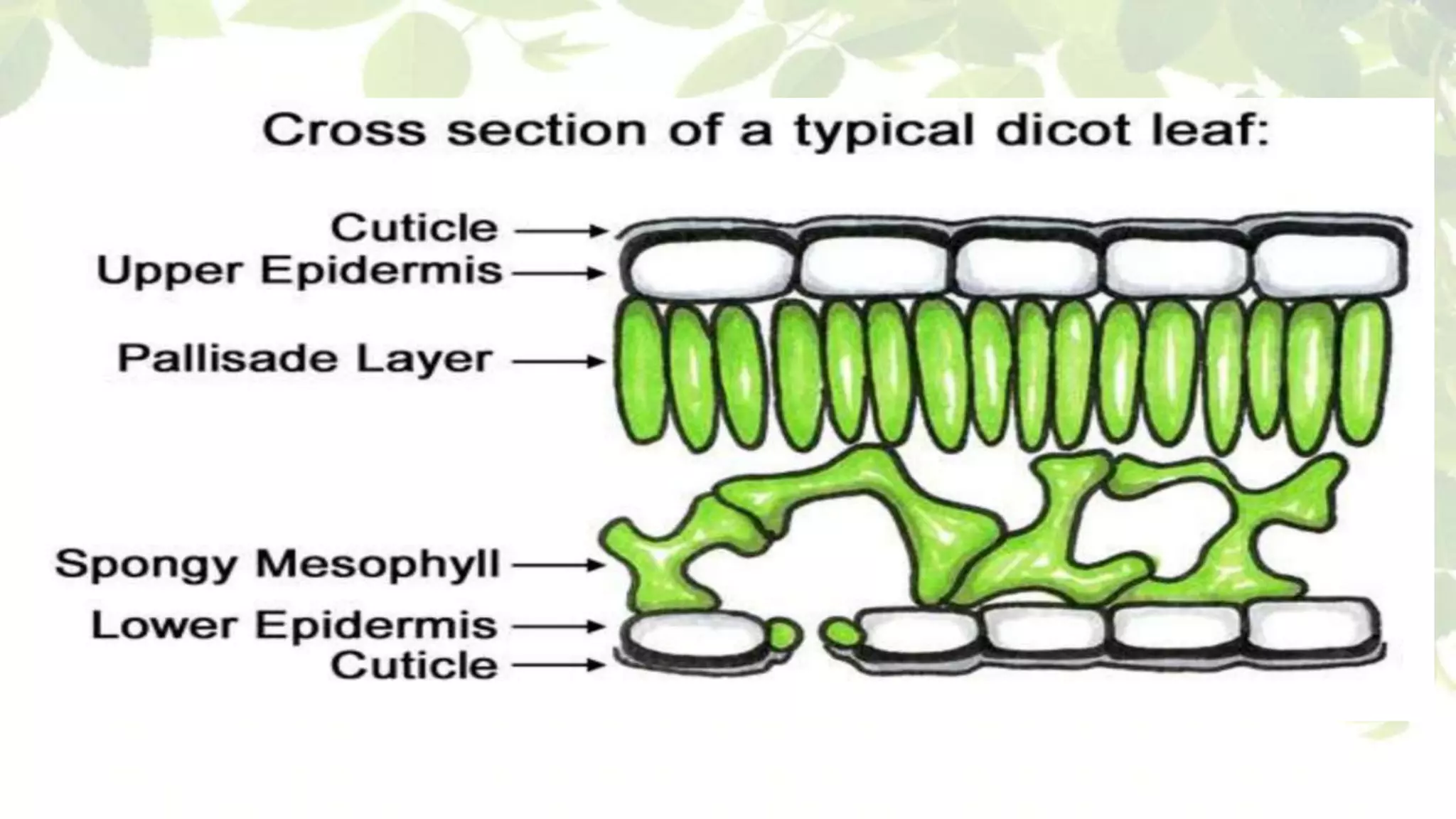 Defence mechanism in plants | PPTX