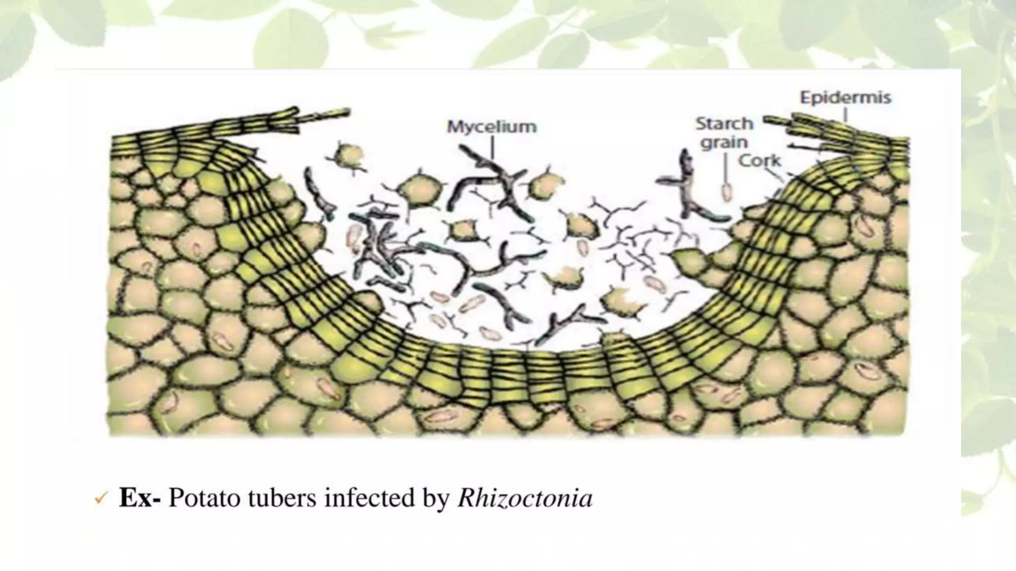 Defence mechanism in plants | PPTX