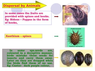 DEFENCE MECHANISM IN SEED - Copy.ppt