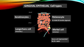 Defence mechanism of gingiva | PPTX