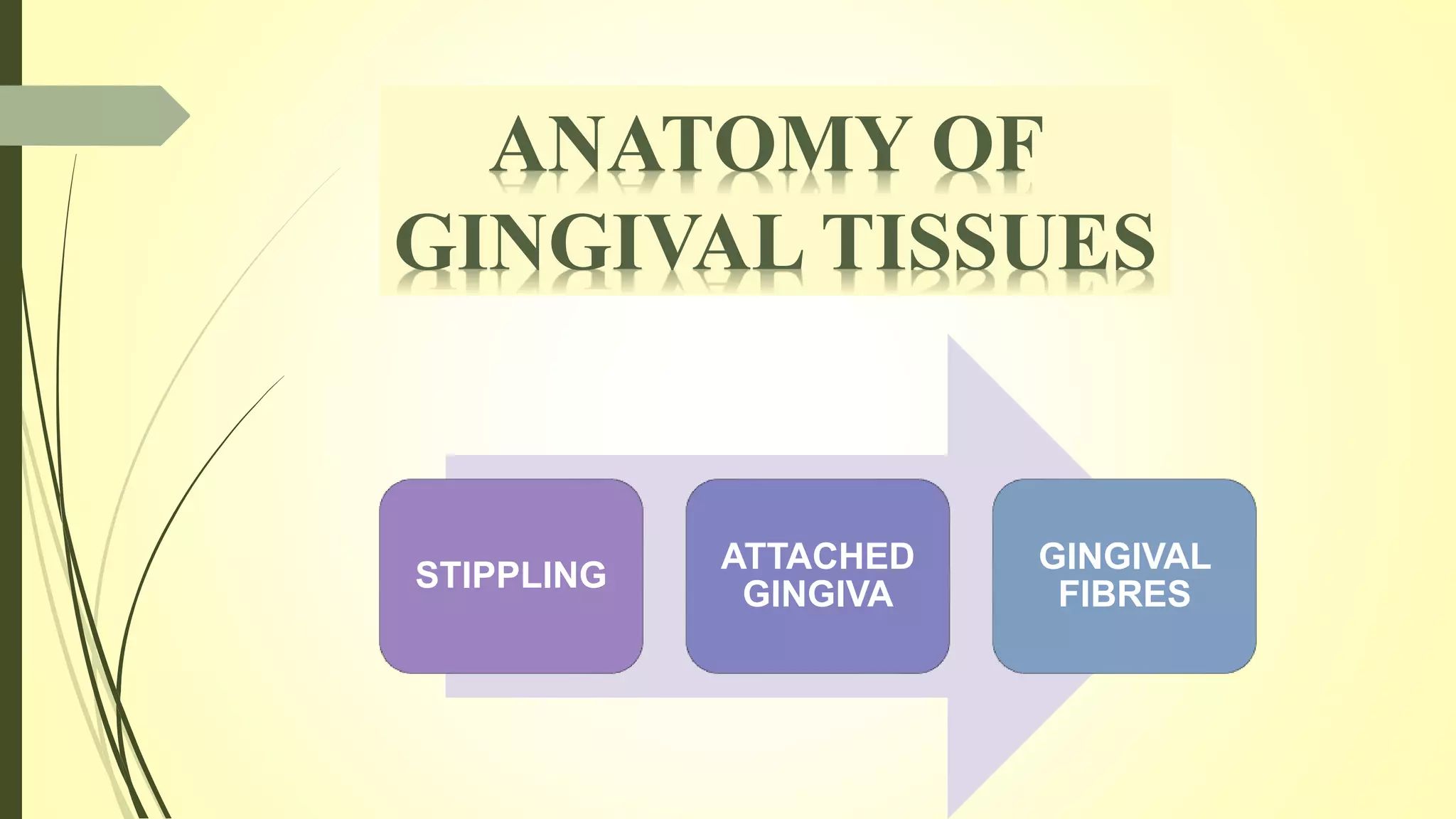 Defence mechanism of gingiva | PPTX