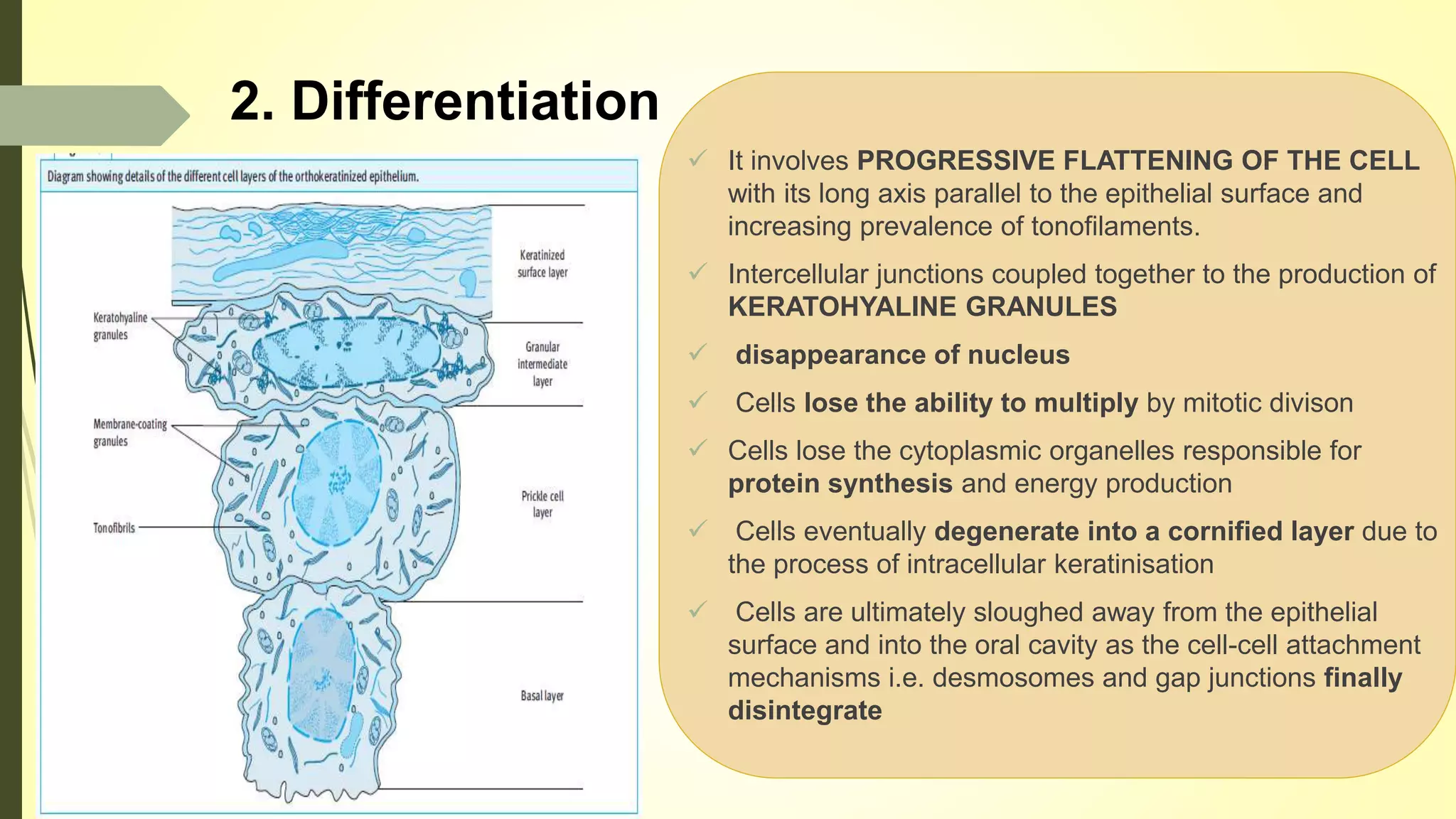 Defence mechanism of gingiva | PPTX
