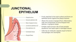 Defence mechanism of gingiva | PPTX