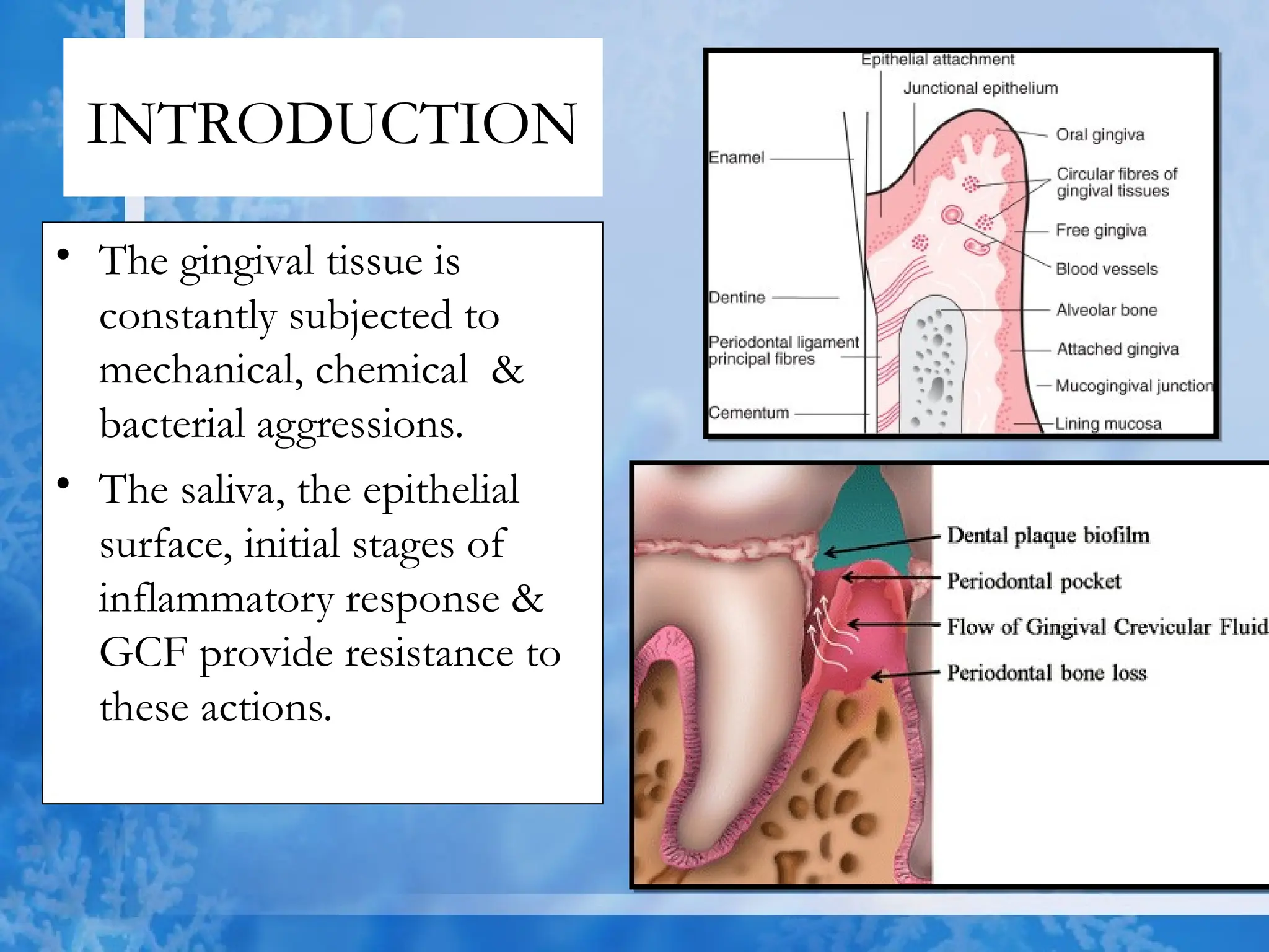 DEFENCE MECHANISM OF THE GINGIVA SLIDE SHARE | PPT