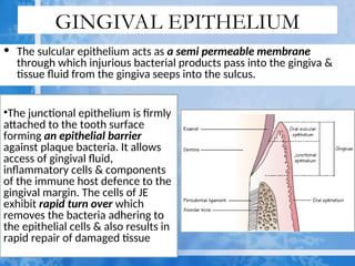 DEFENCE MECHANISM OF THE GINGIVA SLIDE SHARE | PPT