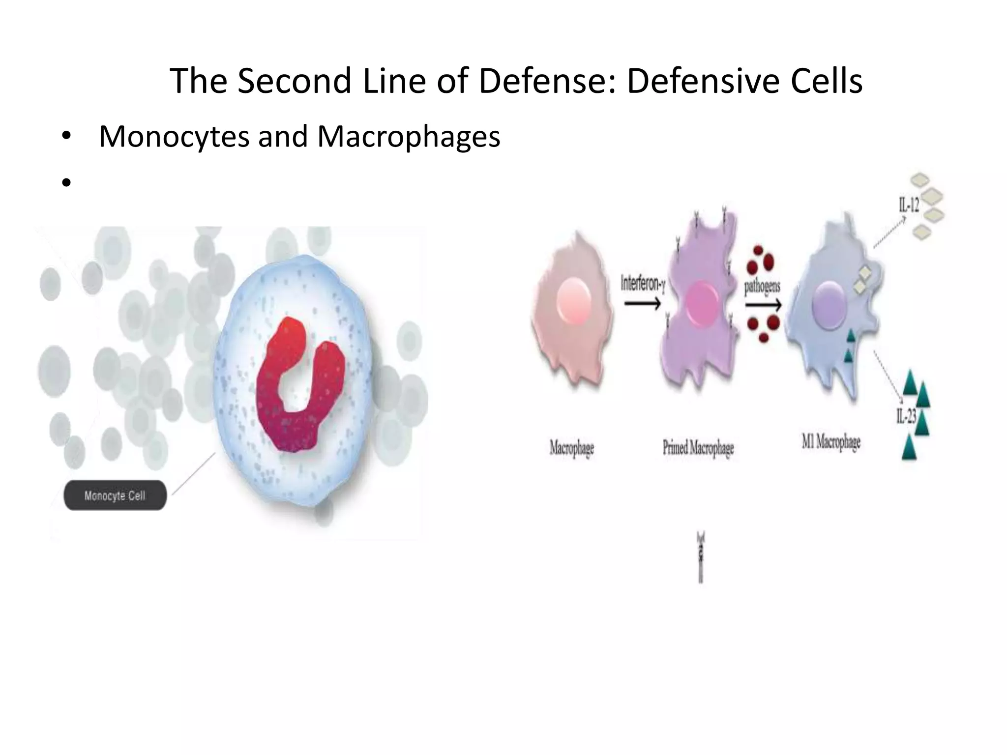 Defence mechanisms. bph | PPT