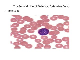 Defence mechanisms. bph | PPT