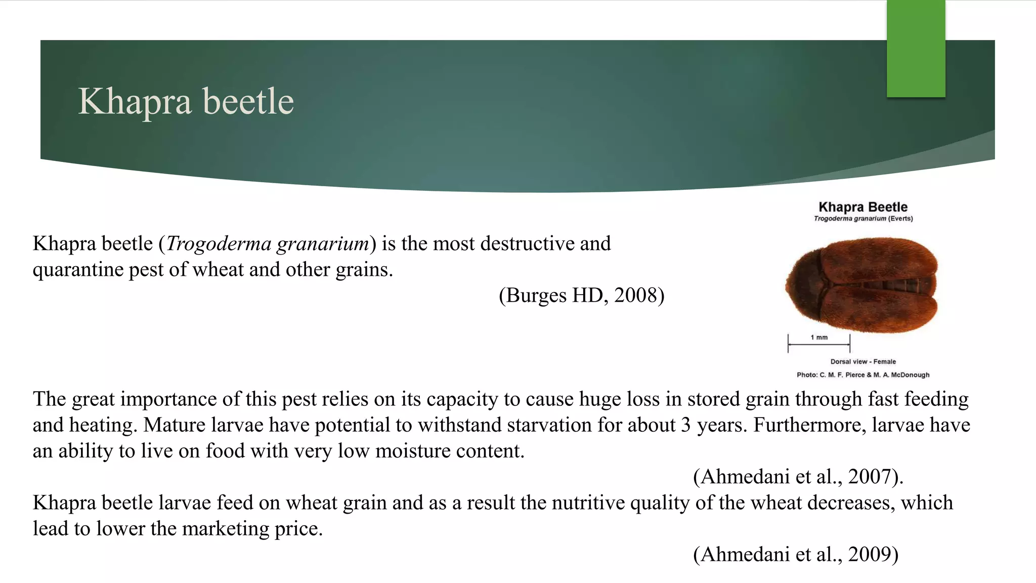 Khapra beetle | PPTX