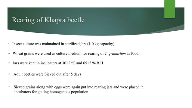 Khapra beetle | PPTX
