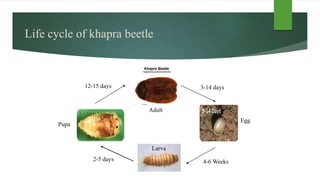 Khapra beetle | PPTX