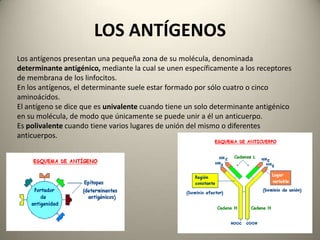 Defensa del organismo frente a la infección | PPT