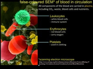 Defense Against Infectious Disease (AHL) | PDF