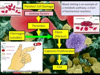 Defense Against Infectious Disease (AHL) | PDF