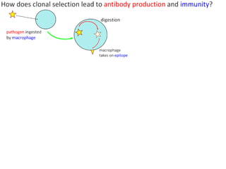 Defense Against Infectious Disease (AHL) | PPT