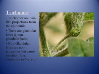 Defense mechanism in plants | PPT