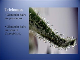 Defense mechanism in plants | PPT