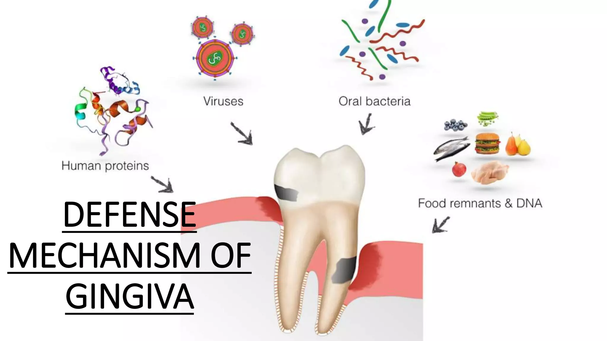 Defense mechanism of gingiva | PPTX