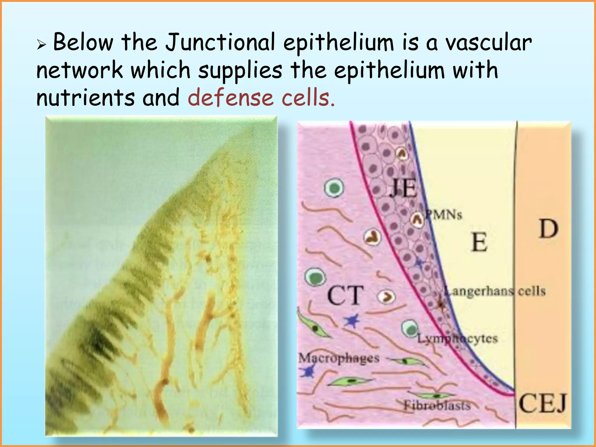 "DEFENSE MECHANISM OF PERIODONTIUM" . | PPTX