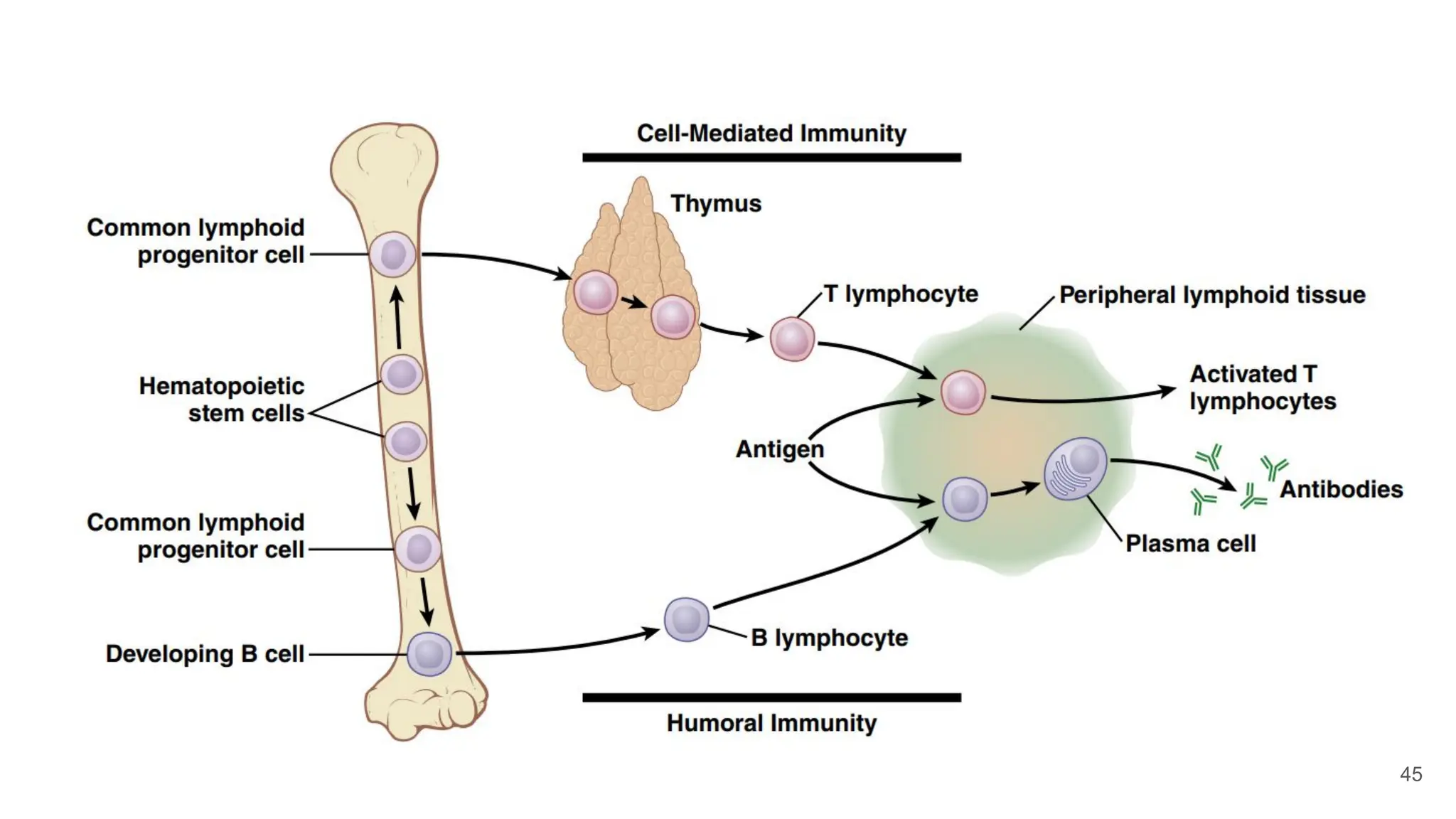 Defense mechanism of the body and the Lympathic system | PDF