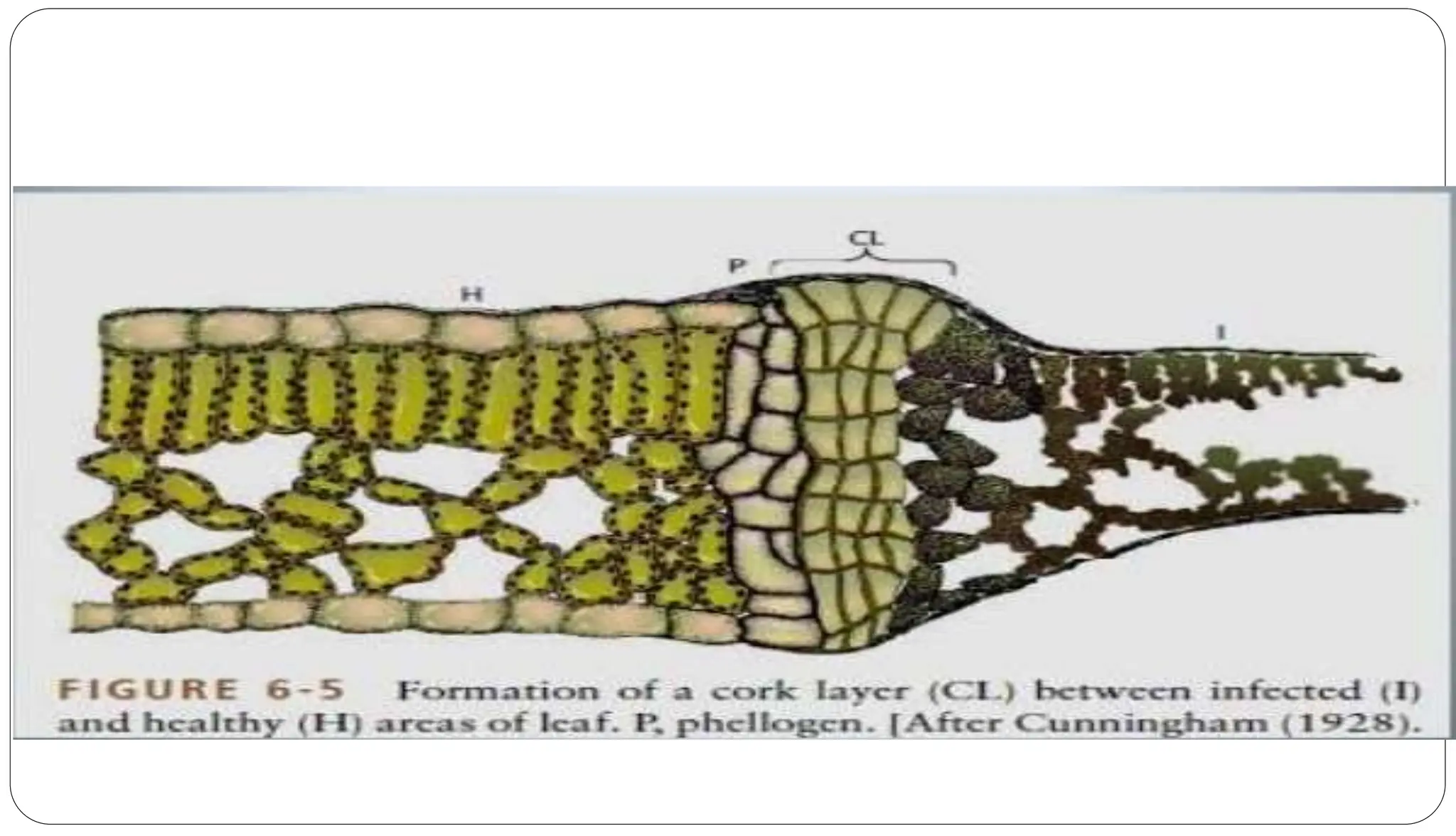 defensemechanismsinplants-180308104711.pptx