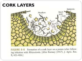 Defense mechanisms in plants | PPT