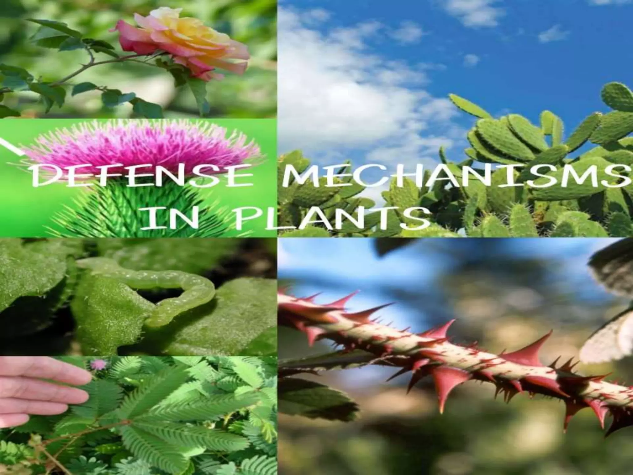 defense mechanisms in plants.pptx