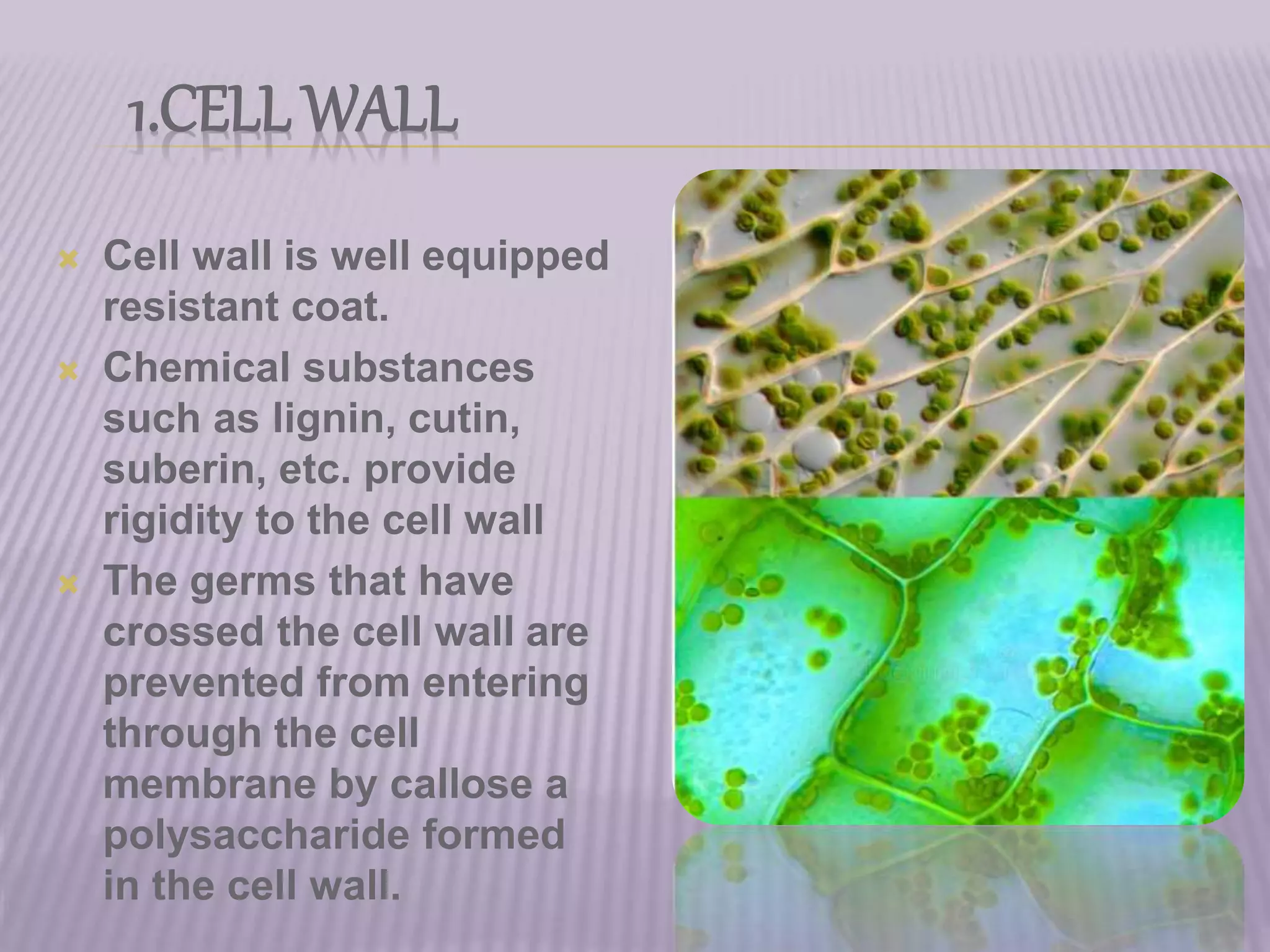 defense mechanisms in plants.pptx