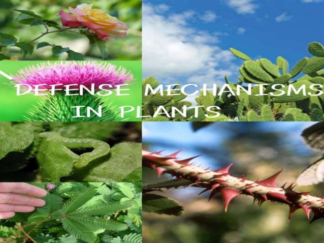 defense mechanisms in plants.pptx