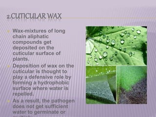 defense mechanisms in plants.pptx