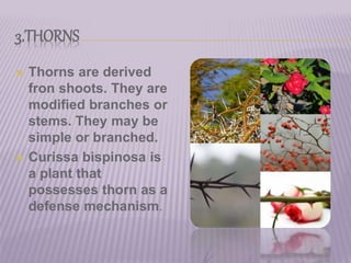 defense mechanisms in plants.pptx