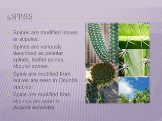 defense mechanisms in plants.pptx