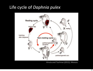 Daphnia Magna Life Cycle
