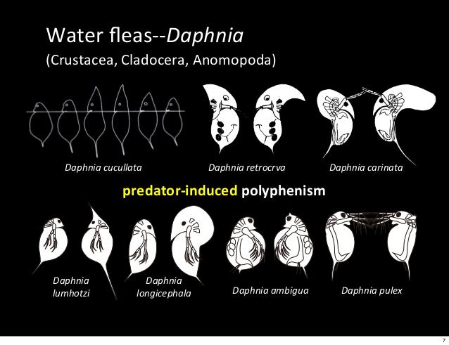 Defense morph formation of Daphnia pulex