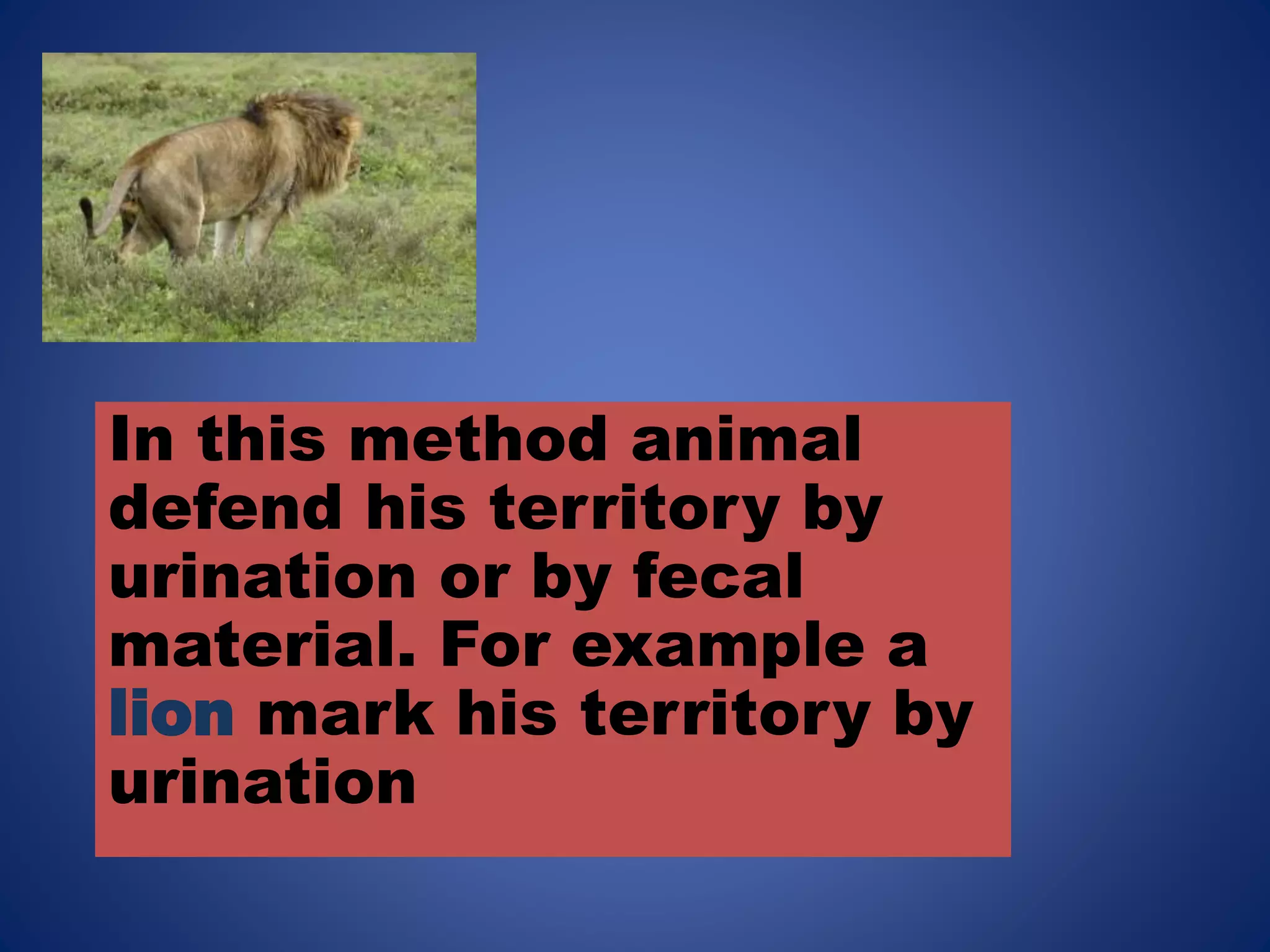 defense of animal in territory..pptx