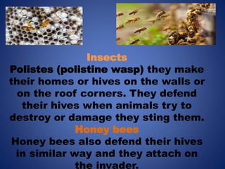 defense of animal in territory..pptx