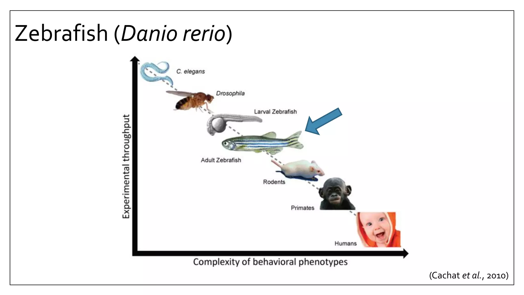 Developing Zebrafish Models of Complex Phenotypes Relevant to Human ...