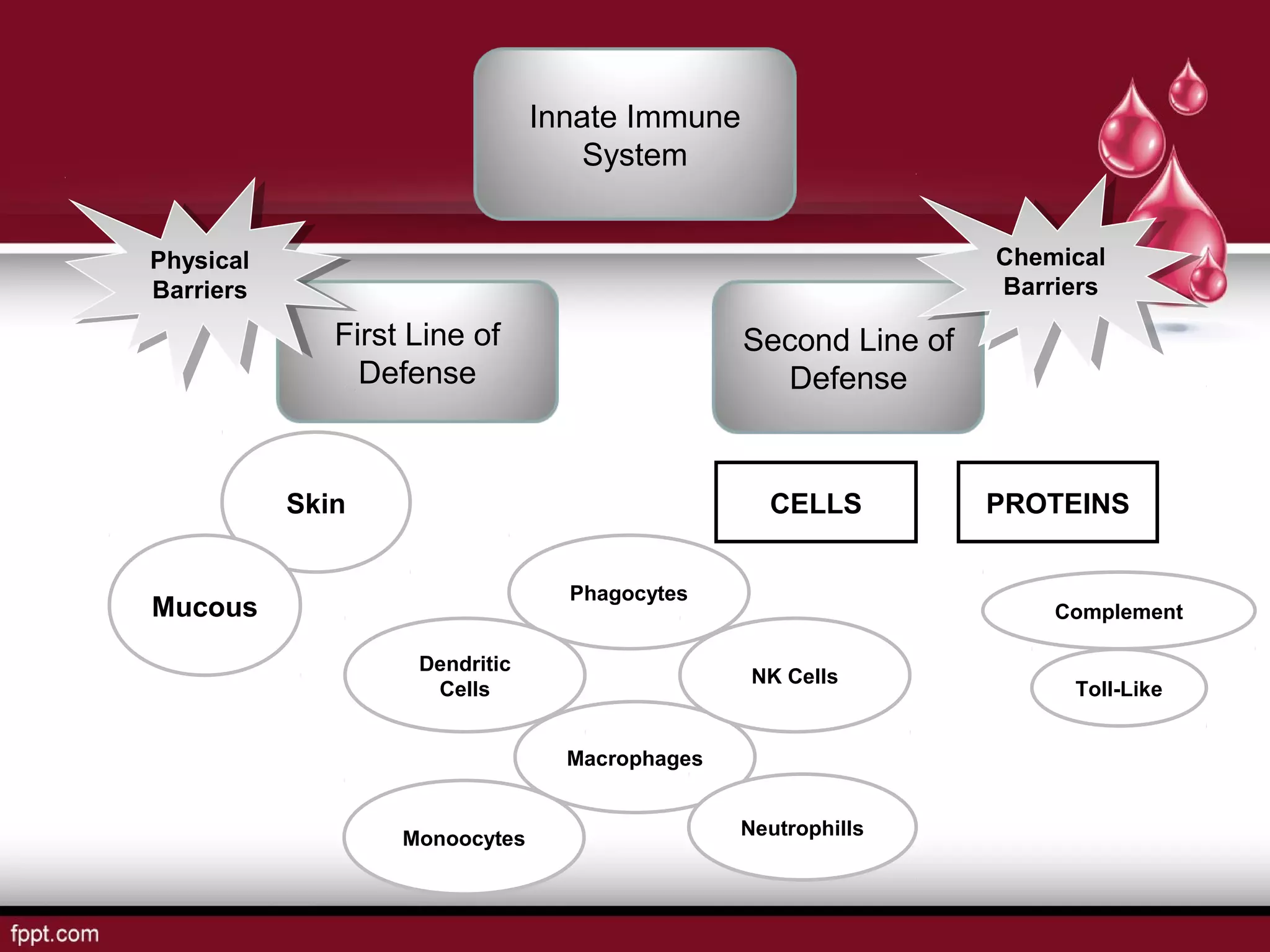 Innate Immune System | PPT
