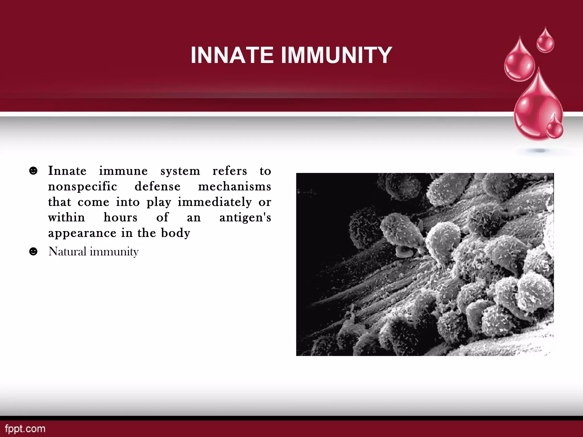 Innate Immune System | PPT