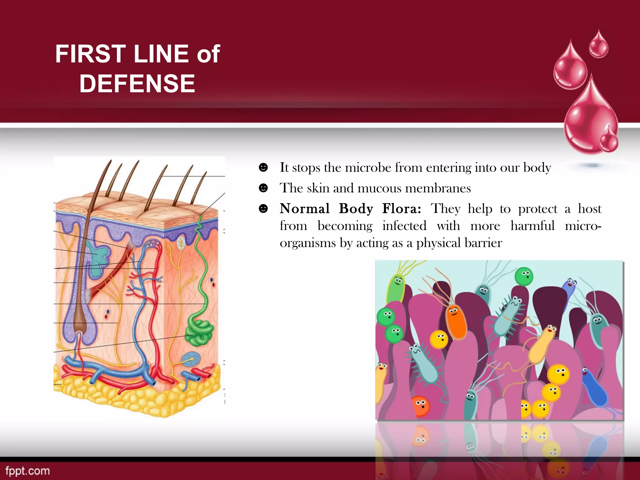 Innate Immune System | PPT
