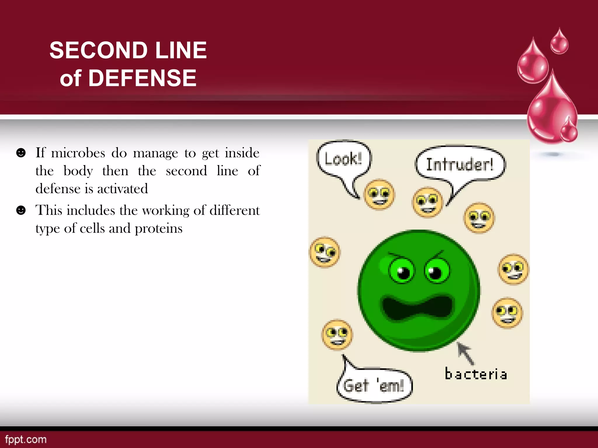 Innate Immune System | PPT