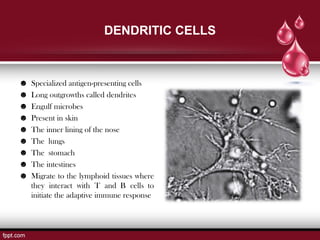 Innate Immune System | PPT