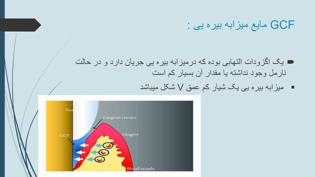 defens mتتتتتتتتechanism of gingiva.pptx