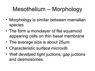 Deferential diagnosis of mesothelial proliferations and neoplasms | PPT