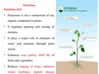 Nutrient deiciency and differences between disease and disorder | PPTX