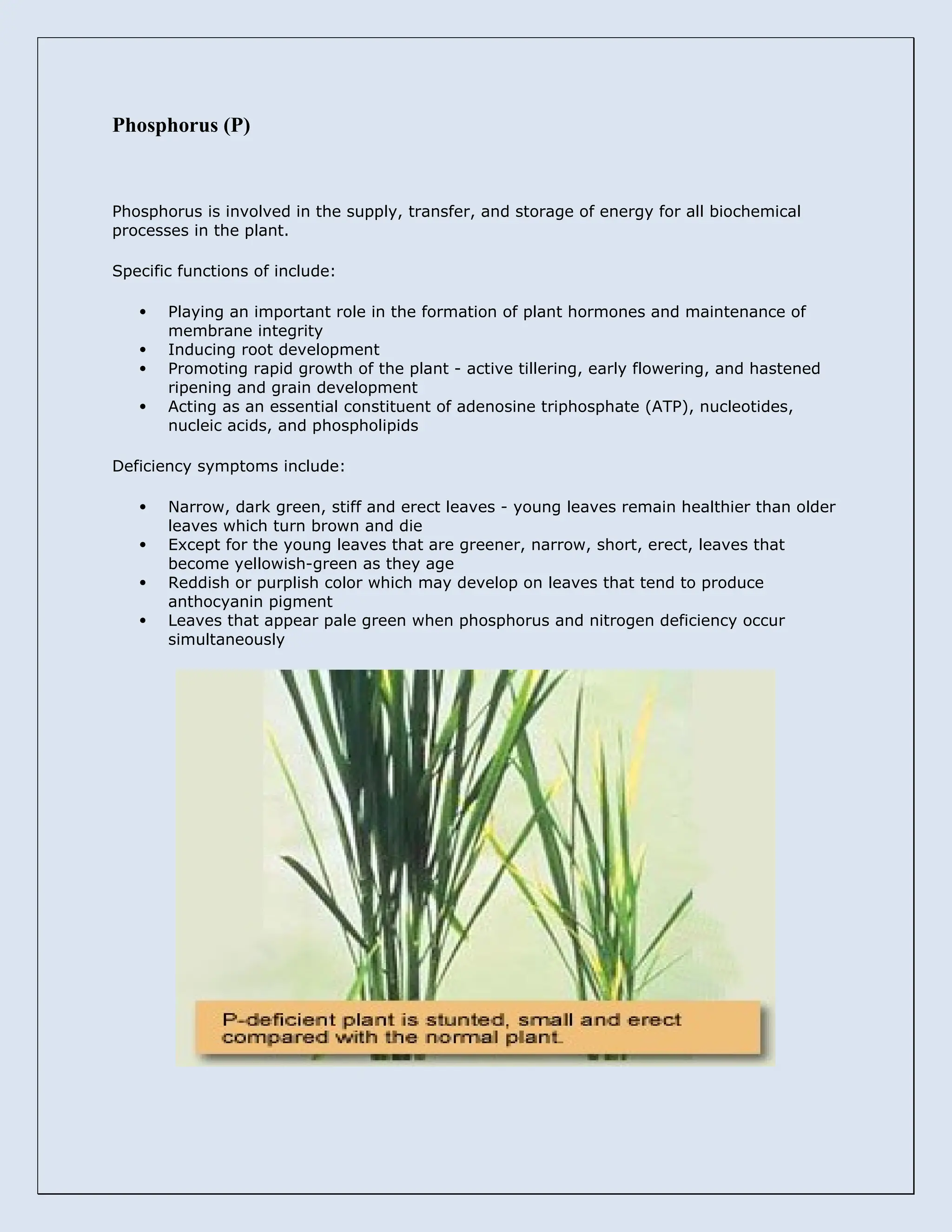 Deficiency and Toxicity Symptoms in Rice Plant.docx